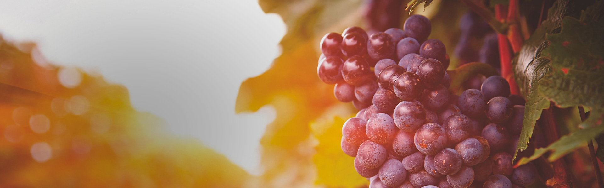 Unified S&OP, Cost Planning, and Sales Analysis at Syngenta